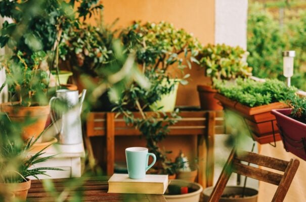 Plantas autóctonas: cómo integrarlas en el jardín o la terraza de tu ...